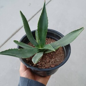 Agave Univittata Splendida Live Agave Plants Large Xlarge - Etsy