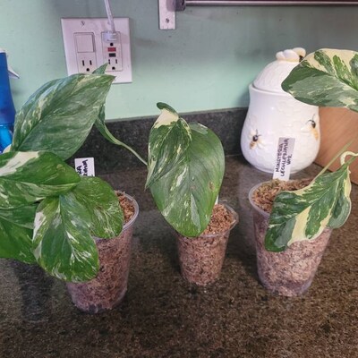 Variegated Monstera Albo Monstera Lechleriana House Plant - Etsy