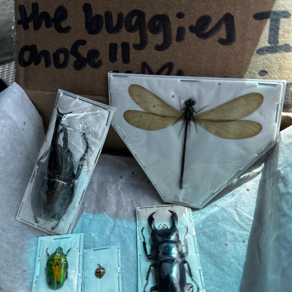 Assorted Bugs Insects Specimen Wholesale Mix Lot Bulk - Etsy