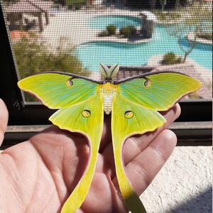 Luna Moth, Luna Moth Paper Cutouts, Realistic Paper Moths, 5 Pieces - Etsy