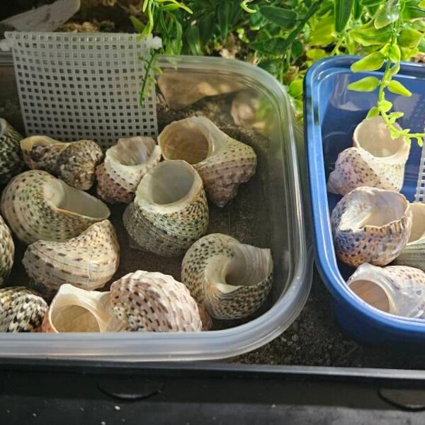 Nessastores Mexican Deep Sea Shell Beach Craft Scallop 2 1/2 3 20 PCS ...