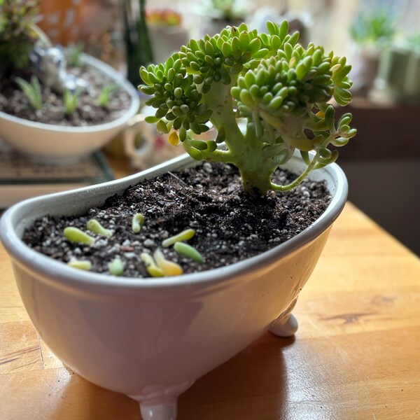 Echeveria 'red Coral' , Rare Live Succulent - Etsy