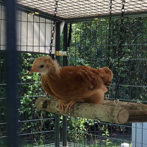 Extra Large Squirrel House, Squirrel Nesting Box, Wooden Squirrel ...