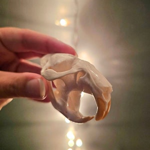 Large Python Snake Rib Bones in Glass Vial Bottle Cork Top - Etsy