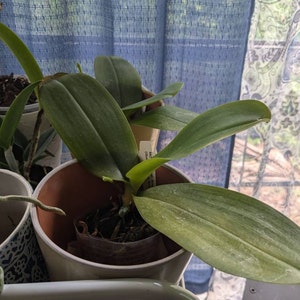 Awarded cotton Candy Phal. Cheng-de Beauty 'sakura' AM/AOS , Handsome Plant in 4 Pot With 25-28 ...