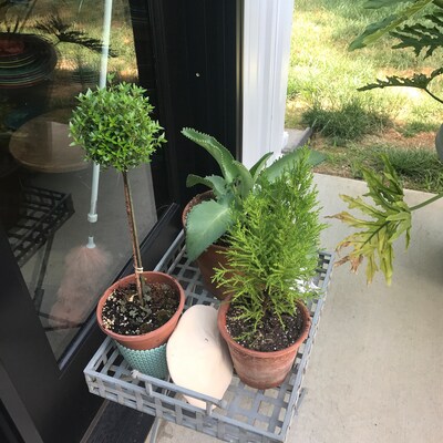 Scented Geranium Topiary Braid or Twist in a 6 Pot - Etsy