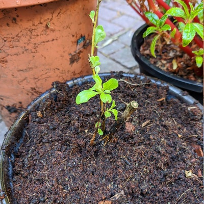 Maqui Seeds 15 Organic Wild Harvested Maqui / Chilean Wineberry ...