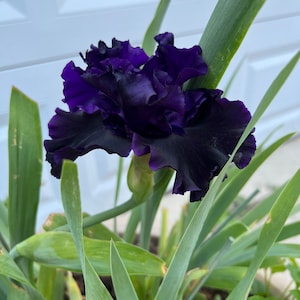 Fiji Rose Plant Potted Kordes Eleganza® Rose Hot Cherry Pink | Etsy