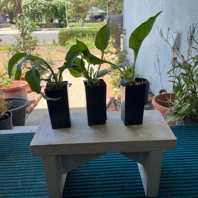 Chaenomeles Speciosa spitfire Flowering Quince Flowering Shrubs/plants ...