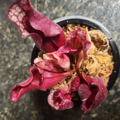 Carnivorous Spoon Leaf Sundew Drosera Spathulata Plant 3 Inch - Etsy