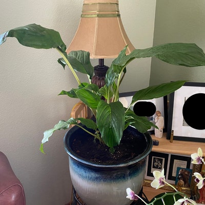 Live Black Bat Flower Buds Forming on Many Now 1 Gallon - Etsy