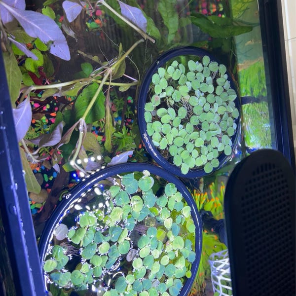 Red Root Floater, Phyllanthus Fluitans, Live Aquarium/floating/pond ...