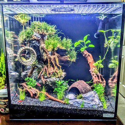 Tank One, Various Live Aquarium/aquatic/background/midground/foreground ...