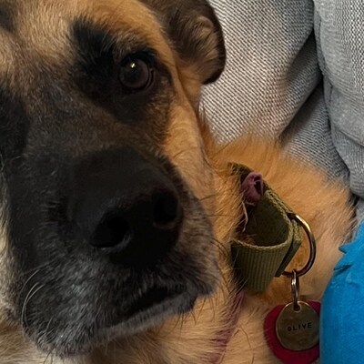 NICO Small: Luxury Hand Stamped Personalized Custom Pet ID Tags for ...