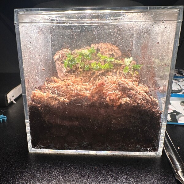 The Tiny Terrarium Kit / DIY Mini Bioactive Enclosure With Live Plants ...