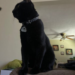 Cat Collar Steampunk Victorian Stripes or Floral With - Etsy