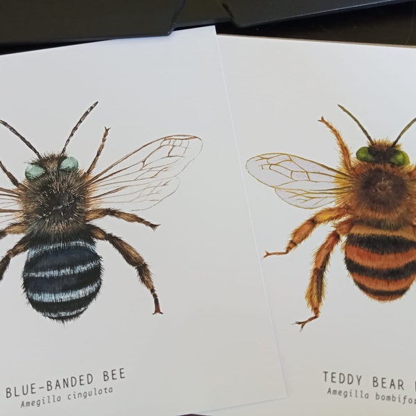Blue Banded Bee Art Print | Bee Birthday Gift | Bees Wall Art ...