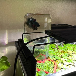 Adjustable Betta Hoop Betta Olympics Training Beginner - Etsy