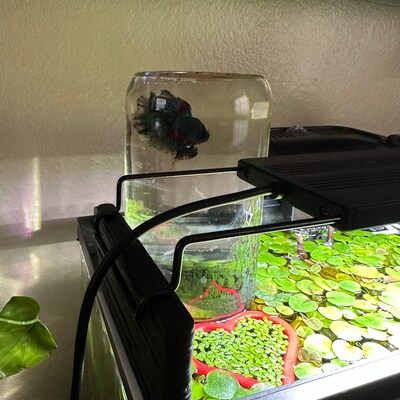 Adjustable Betta Hoop Betta Olympics Training Beginner - Etsy