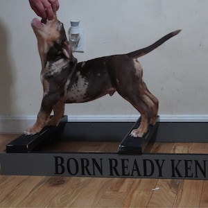 Dog Stacking Box Made of Great Quality Pinewood for Muscle - Etsy