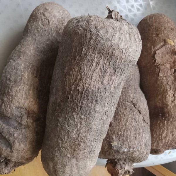 Bonga Fish/debone Bonga Fish/agbodo/shawa 5oz. - Etsy