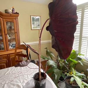Bambusa lady Finger Clumping, Non-invasive Bamboo Plant Large 1 Gallon ...