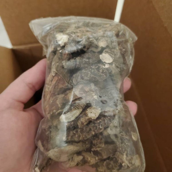 Rat Root - Weekas, Sweetflag , Muskrat Root, Acorus Calamus - Etsy