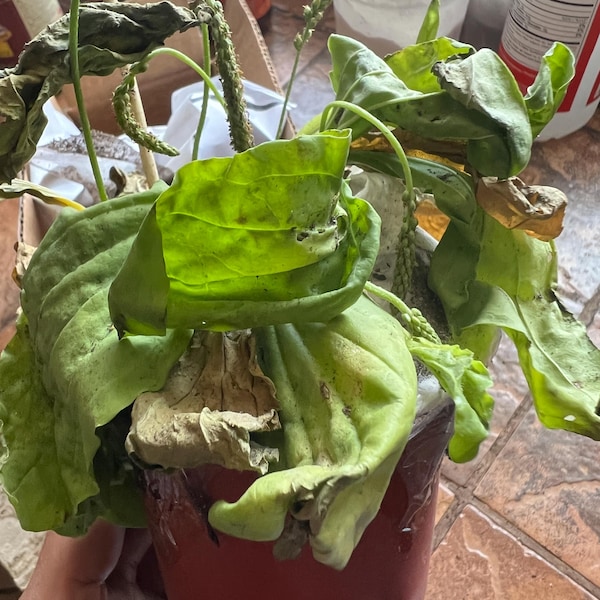 A Midgelyee Seedless Grape Live Plant in a 4” Pot /fruit Live Tree ...