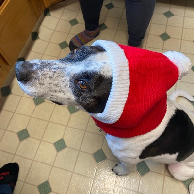 Red Christmas Knitted Hat / Beanie for Cat or Dog Small and - Etsy
