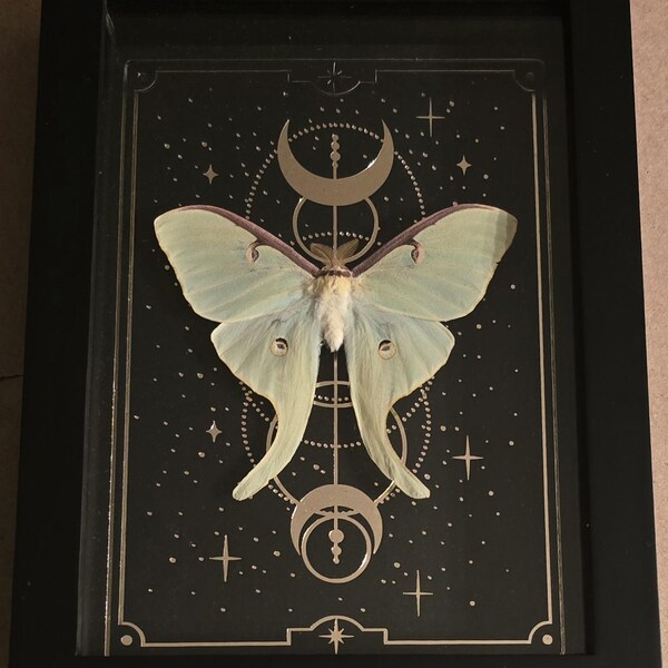 Framed Luna Moth Shadow Box: Gold Star Tarot Print Gothic Wall Decor - Etsy