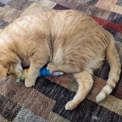 Ravioli Catnip 5 Pack FIVE 5 Playful Assorted Cat Toys, Gift for Cat ...