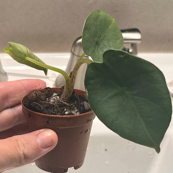 Alocasia Platinum bisma Starter Plant ALL STARTER PLANTS Require You to ...