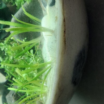 15x Dwarf Sagittaria Subulata Dwarf Sag Live Aquarium Plants - Etsy