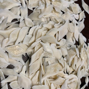 Astraea Calcar Shells Spurred Turban Shells 1/2 1 | Etsy