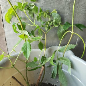 Carex Lurida Shallow Sedge Bareroot Wetland Restoration Live Plant ...