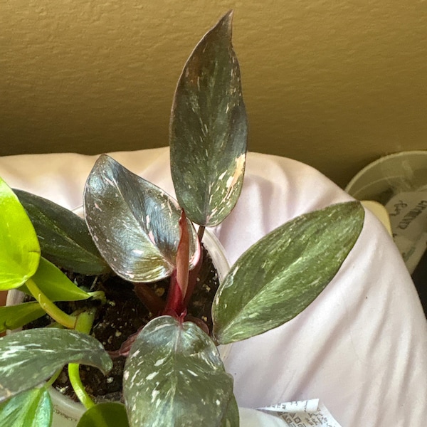 Spider Man Monstera “amydrium Silver” 4” Pot (ALL PLANTS Require You to ...