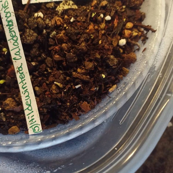 Hildewintera Colademononis - Monkey Tail Cactus Seeds - Grown in the ...