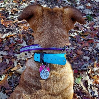 Dog Tag, Pet ID Tag, Tree Dog Tag, Personalized Pet Tag, Handstamped ...