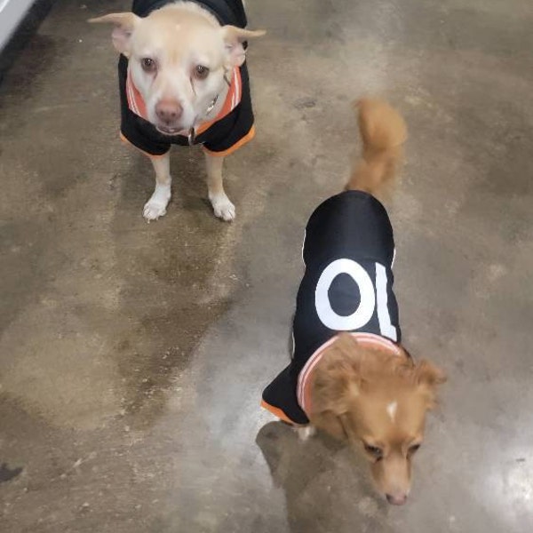 Kentucky Derby Dog Dress, Kentucky Derby Dog Outfit, Girl Dog Outfit ...