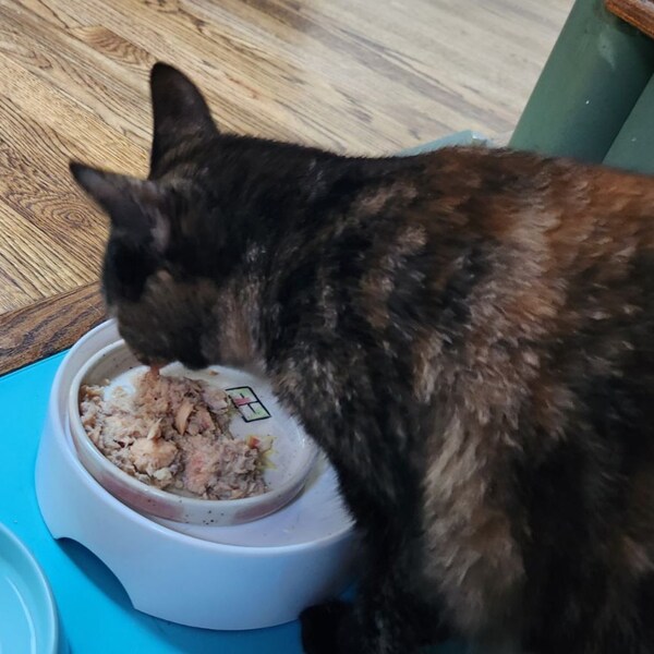 Custom Cute and Cheerful Pet Plate, 2 to 3 Designs, Handmade Pottery ...