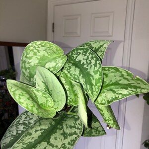 Syngonium 'Merry Maria' Houseplant Arrowhead House | Etsy