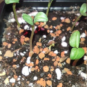 Delosperma Napiforme / 20 Seeds | Etsy Canada