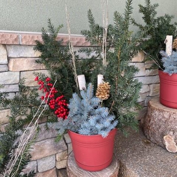 16" Light Pink Billy Buttons, Pink Dried Craspedia, Pink Billy Balls ...