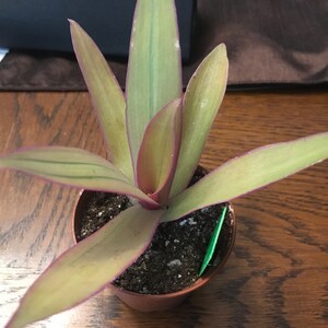 Rhoeo 'sitara's Gold' tradescantia Spathacea - Etsy