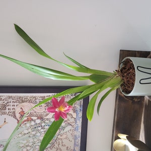 Awarded cotton Candy Phal. Cheng-de Beauty - Etsy