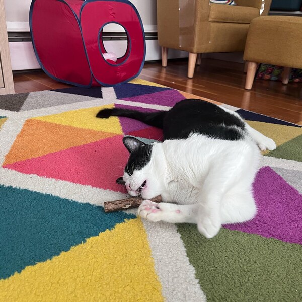 Cat Scent Enrichment Kit | 13 Herbs | Improve Wellbeing | Cat Toy | Cat ...