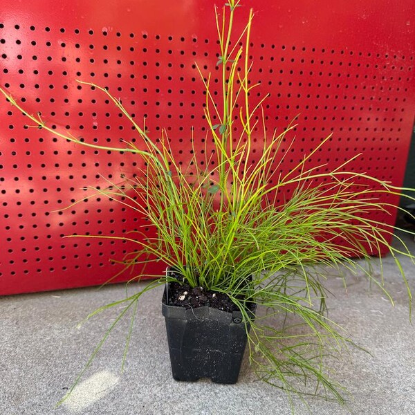 Hibiscus Weeping Albo Lacinatus Tropical Hibiscus Quart Plant - Etsy