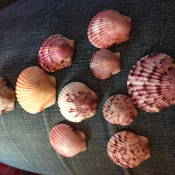 25+ Scallop Sea Shells, Florida Scallops, Sanibel Scallop Shells ...