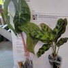 Alocasia Pink Princess Starter Plant (ALL STARTER PLANTS Require You to ...
