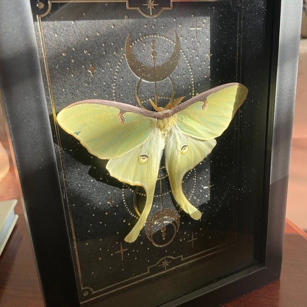 Framed Luna Moth Shadow Box: Gold Star Tarot Print Gothic Wall Decor - Etsy